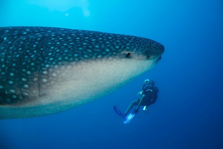 How I Dived with Whale Sharks - Jewish Travler ותוליכנו לשלום
